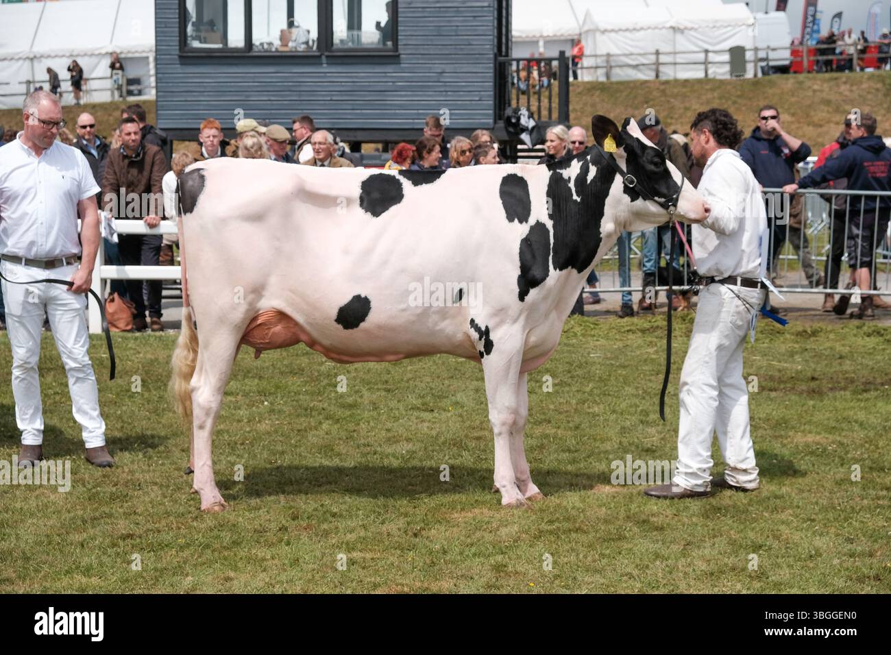 Cattle at the Royal Cornwall Show at the Royal Cornwall Showground ...