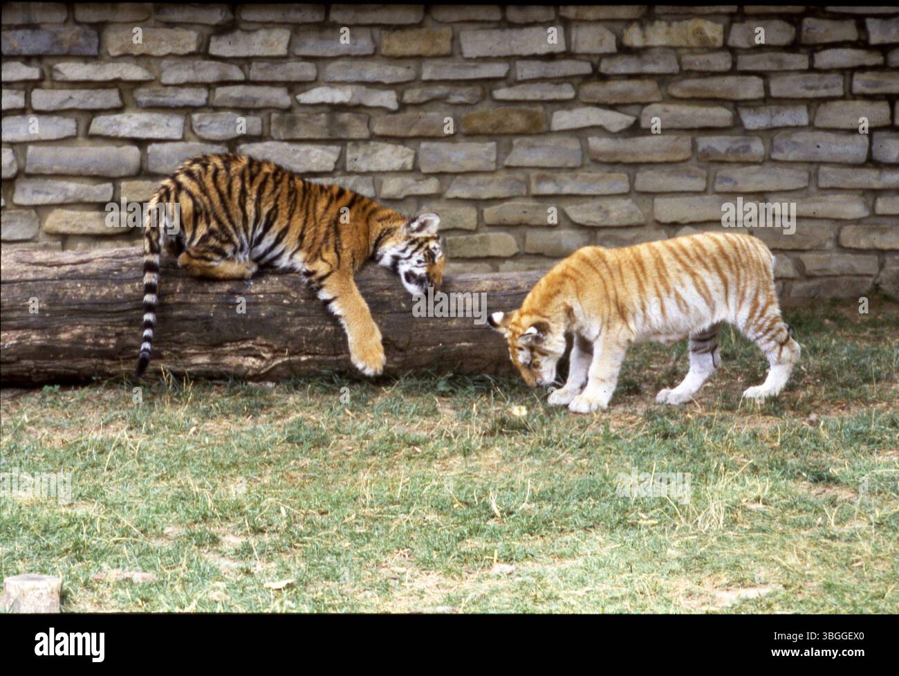 In June 1992, two tigers are pictured at the Columbus Zoo. One tiger ...