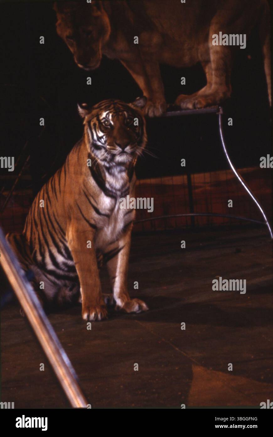 A tiger from the 29th annual Aladdin Shrine Circus, held at the Ohio ...