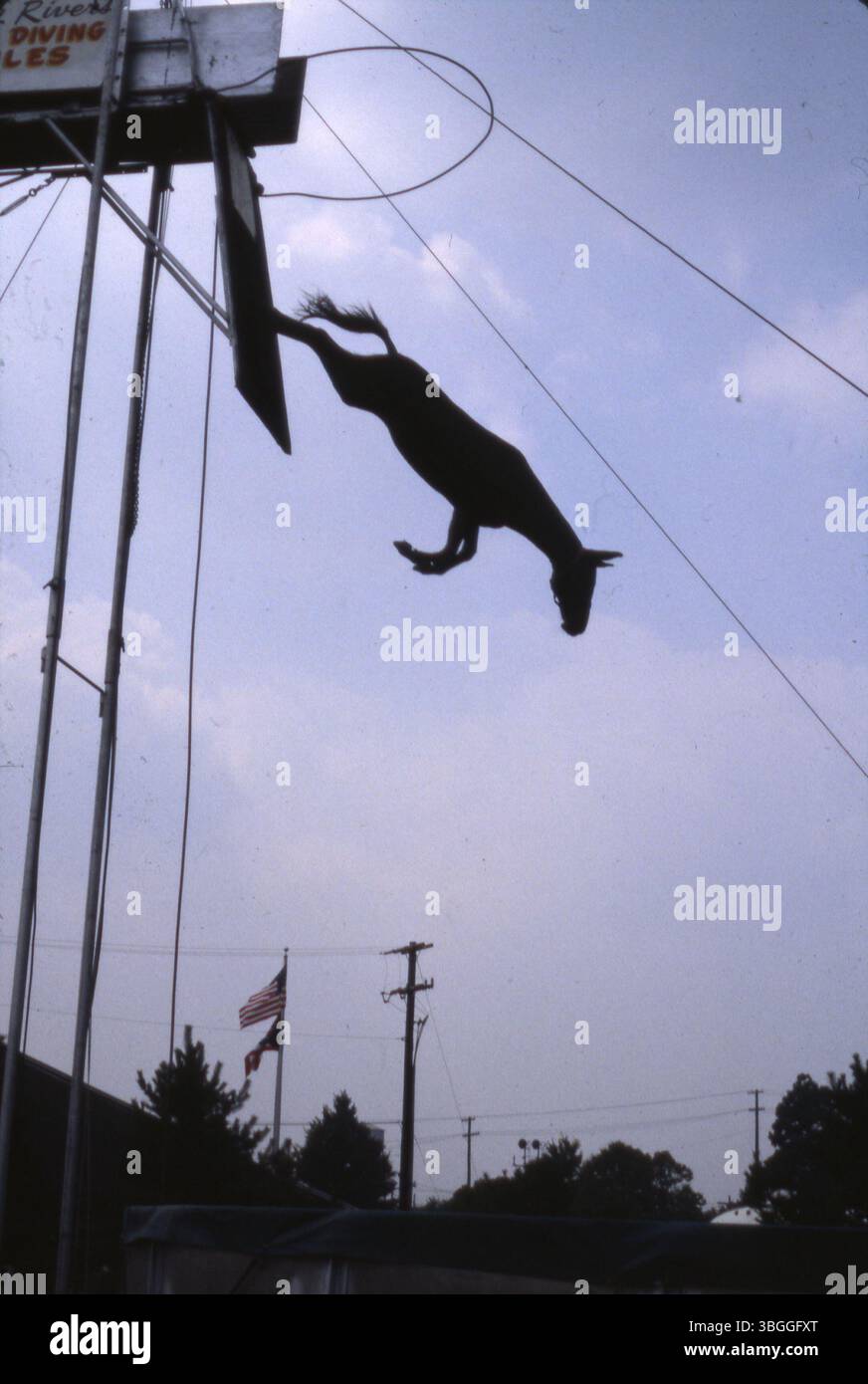 At the 1981 Ohio State Fair, a mule dives from a 30-foot platform into ...