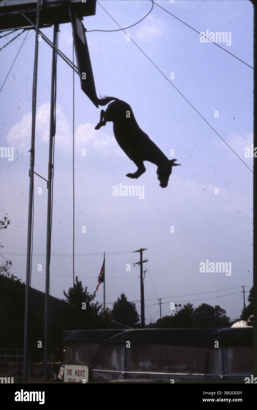 At the Ohio State Fair in 1981, a mule dives from a 30-foot platform ...