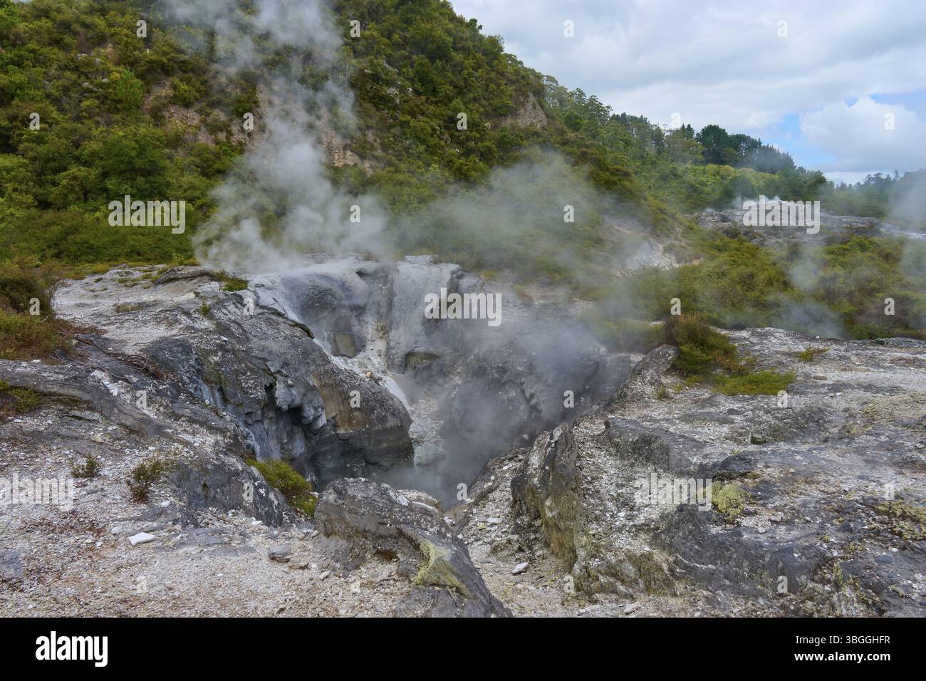 Volcanic fissures in a green forest landscape with rising steam, Te ...