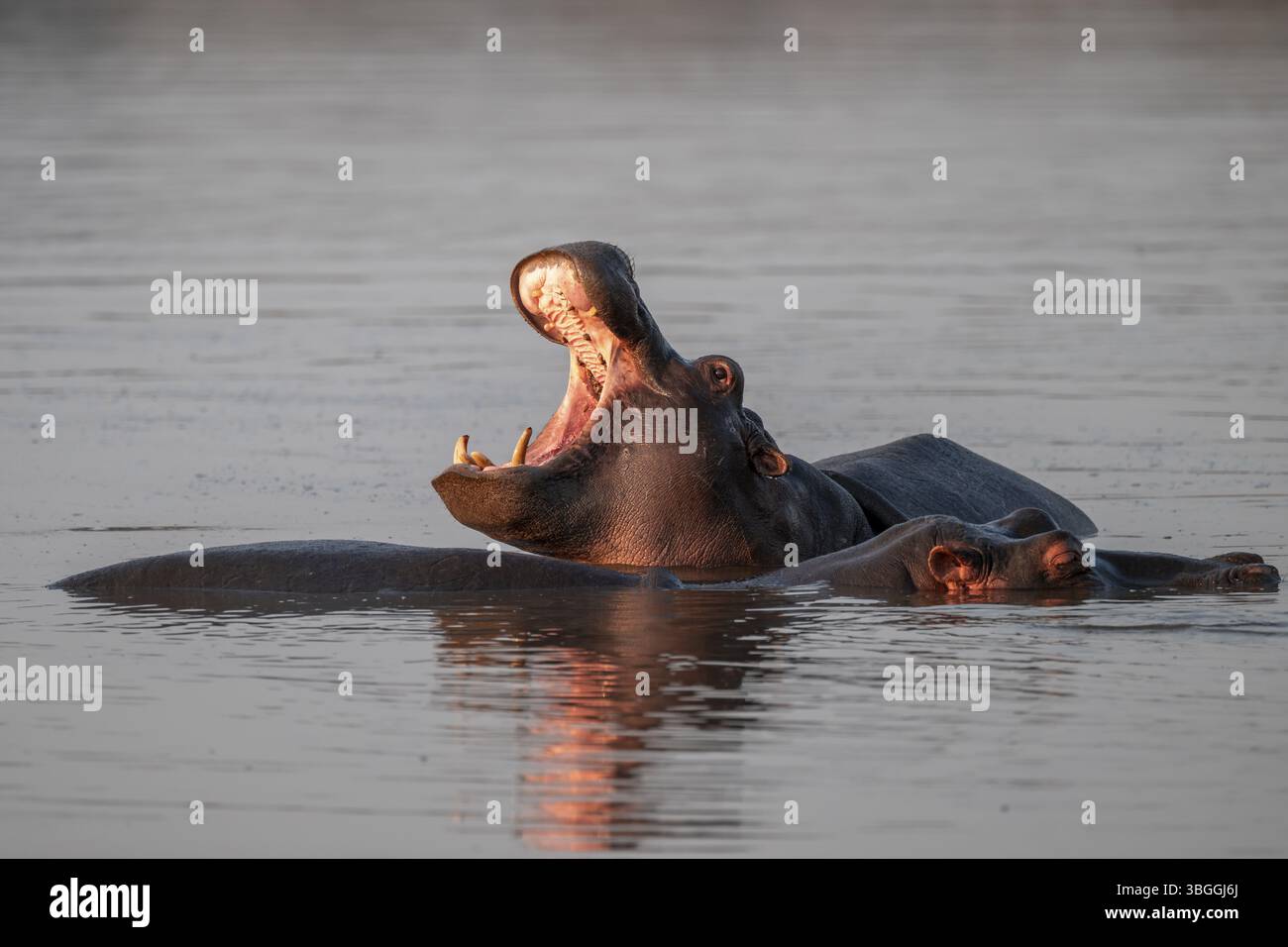 Hippopotamus (Hippopatamus amphibius), yawning with wide open mouth, in ...