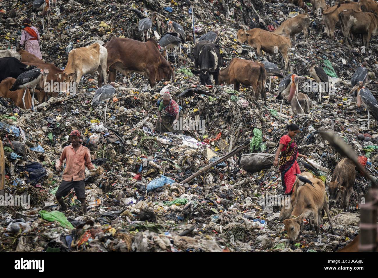 Garbage Collectors Searching For Recyclable Material At Garbage