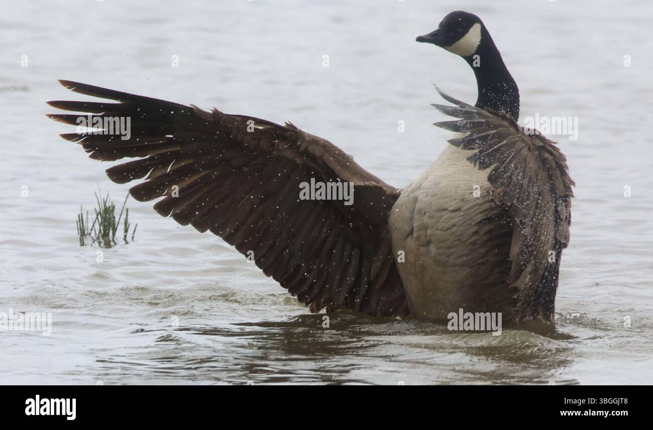 Canada goose in water at RSPB Rainham Marshes Nature Reserve , Rainham ...