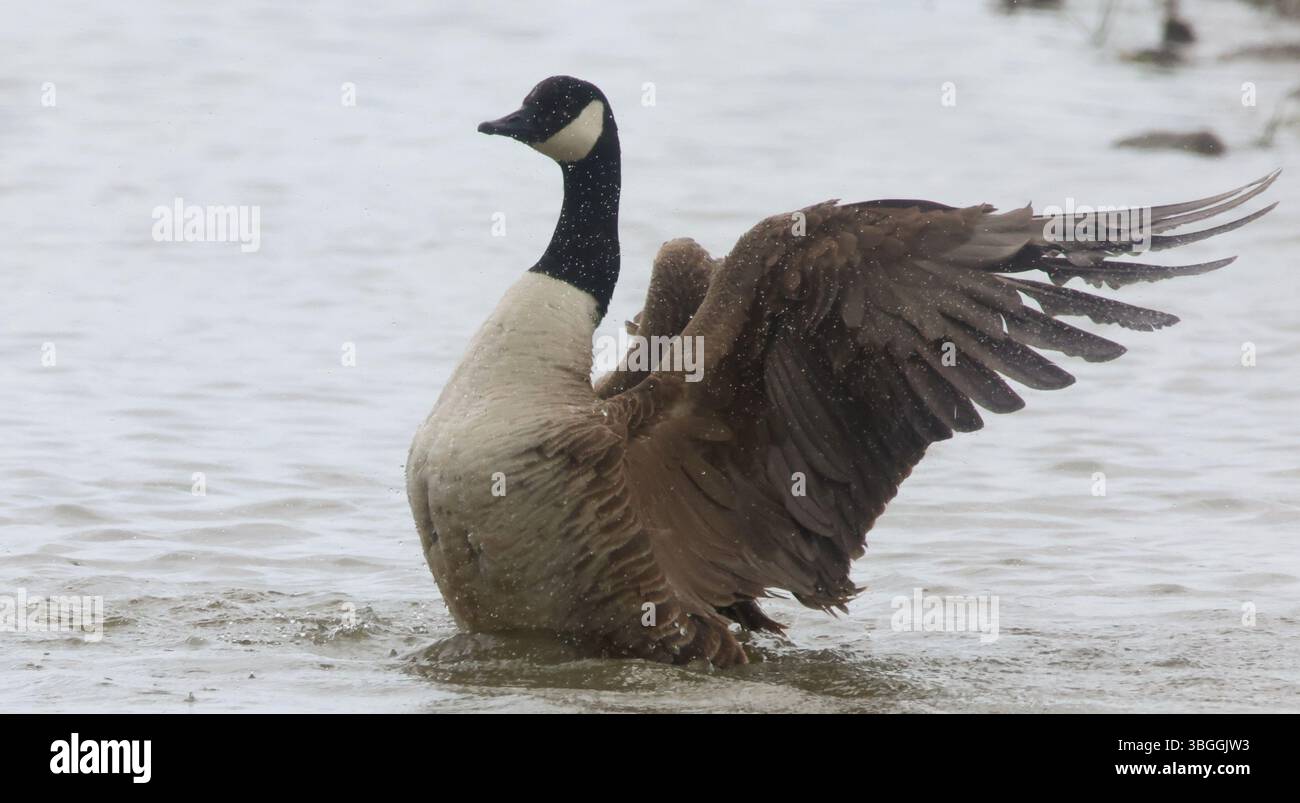Canada goose in flight at RSPB Rainham Marshes Nature Reserve , Rainham ...