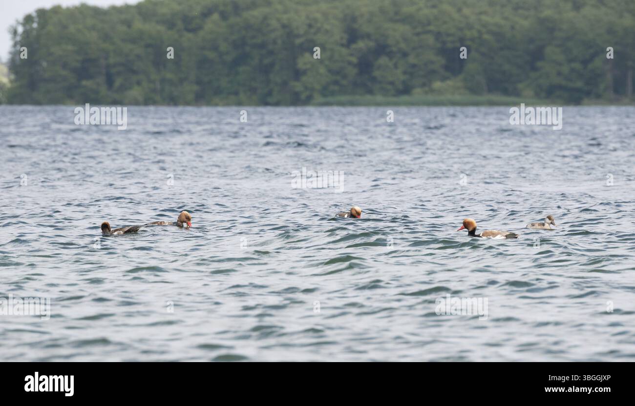Group of five ducks, red-crested pochards (Netta rufina), four males ...