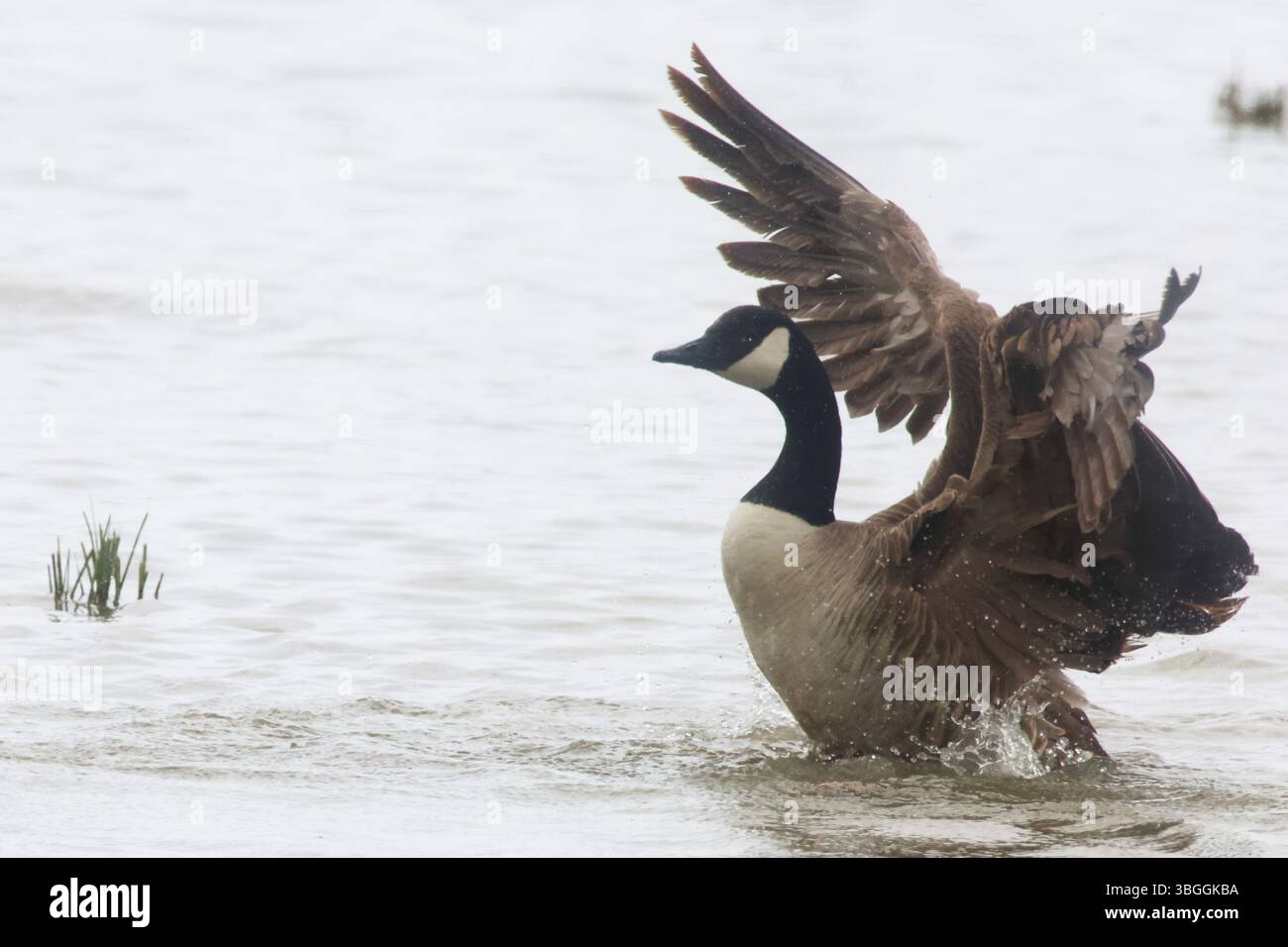 Canada goose in water at RSPB Rainham Marshes Nature Reserve , Rainham ...