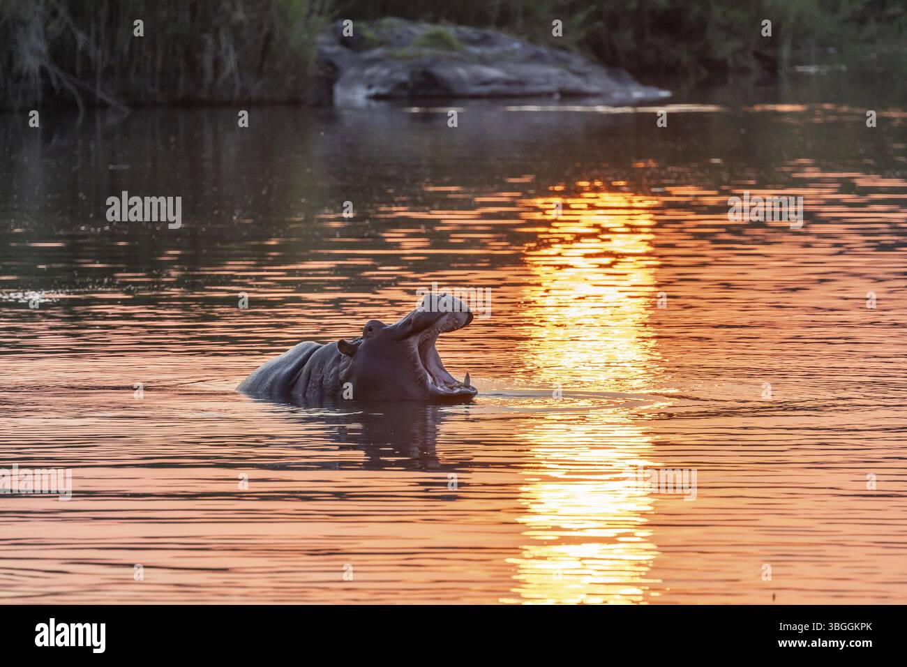 Hippopotamus (Hippopatamus amphibius) yawning, mouth wide open, in the ...