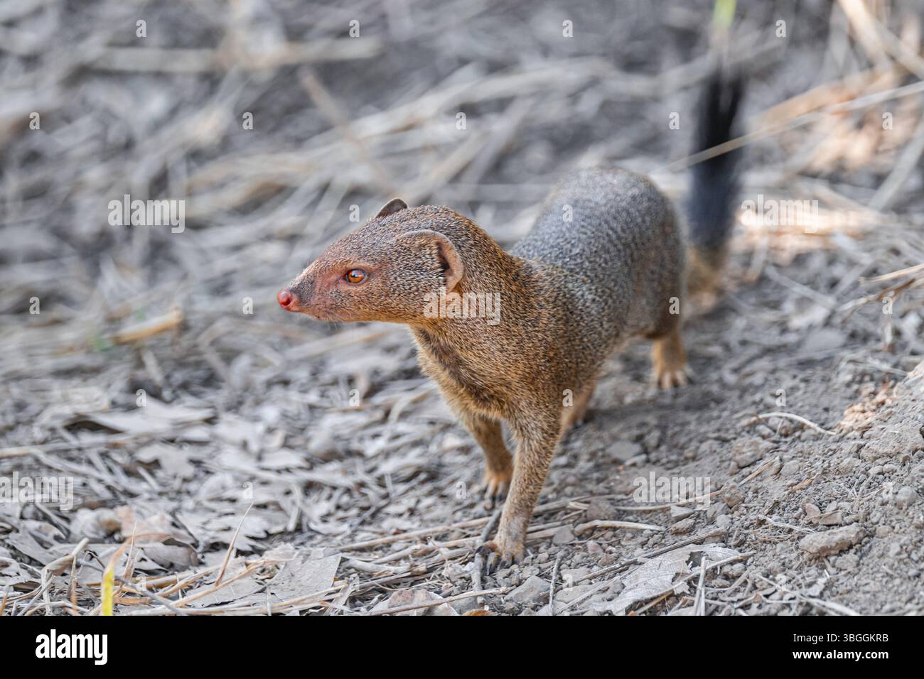 Slender mongoose (Herpestes sanguineus) Kruger National Park, South ...