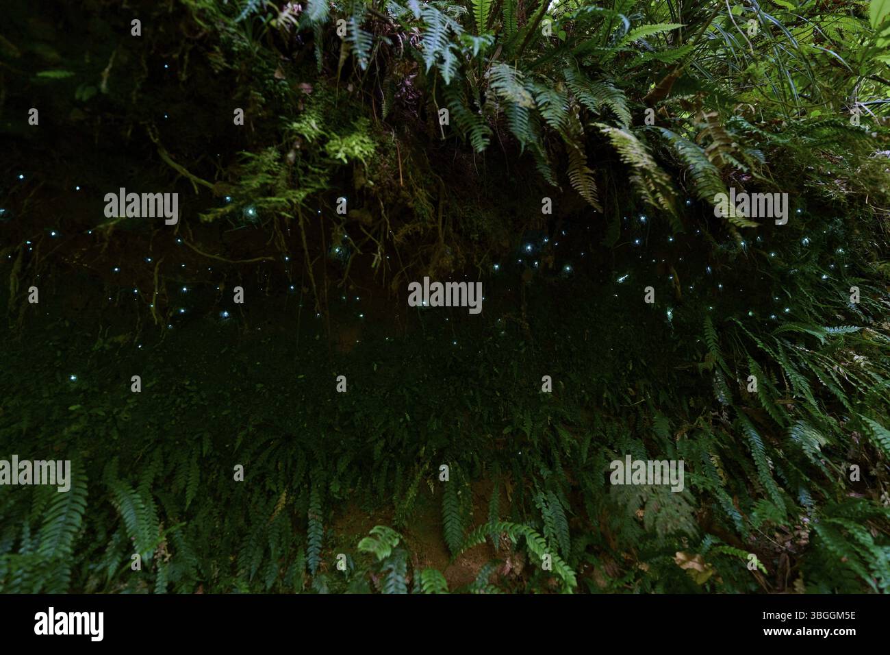 Bioluminescence, luminous glowworm (Arachnocampa luminosa), maggot of ...
