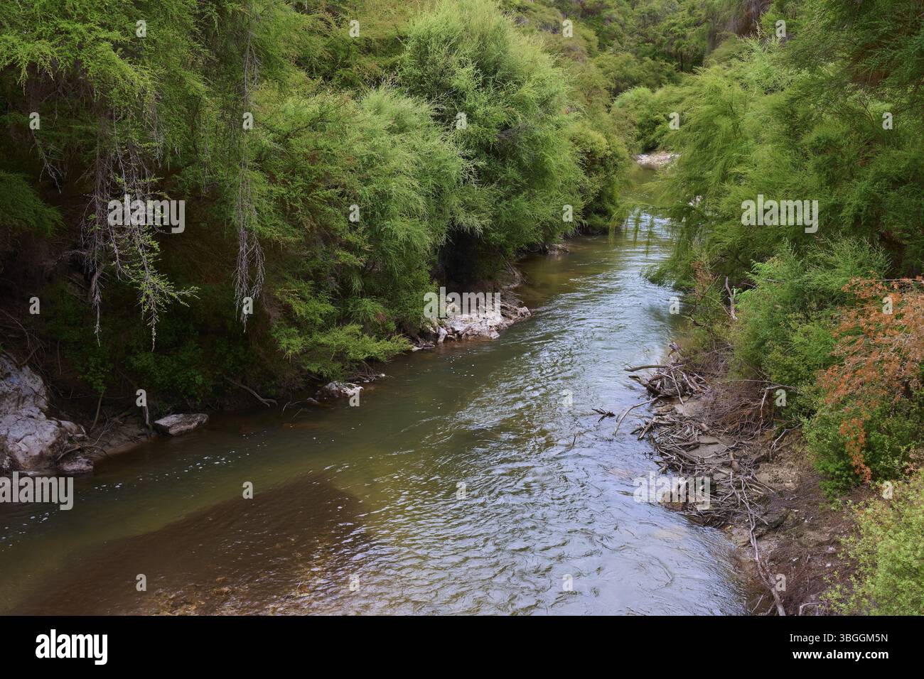 A tranquil river flows through a green forest surrounded by lush ...