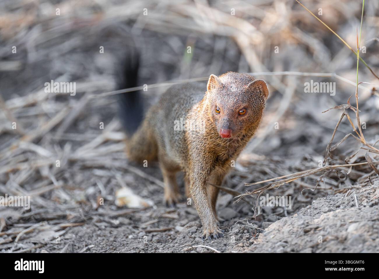 Slender mongoose (Herpestes sanguineus) Kruger National Park, South ...