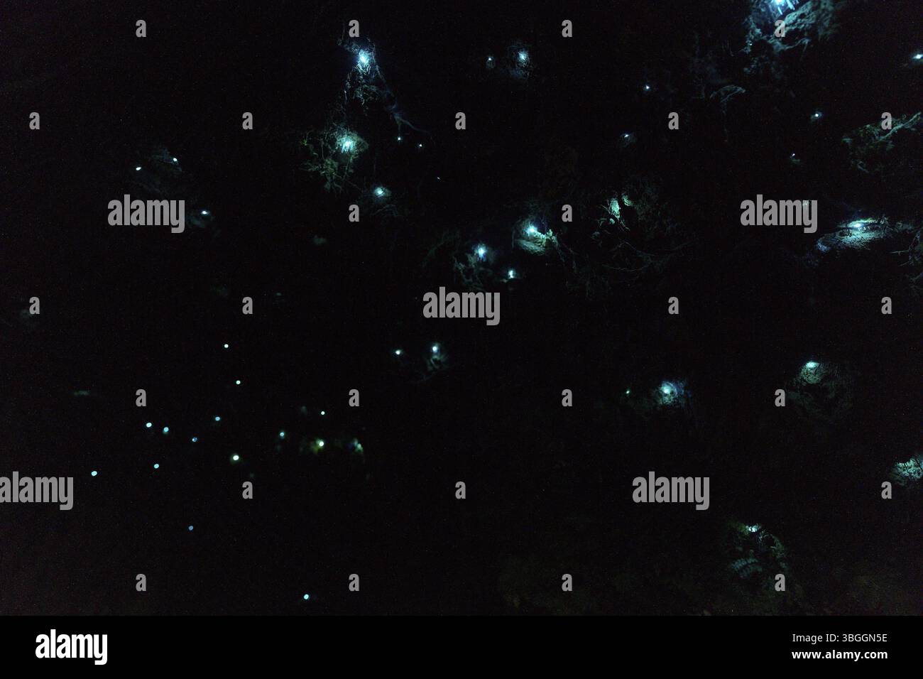 Bioluminescence, glowing glowworm (Arachnocampa luminosa), maggot of ...