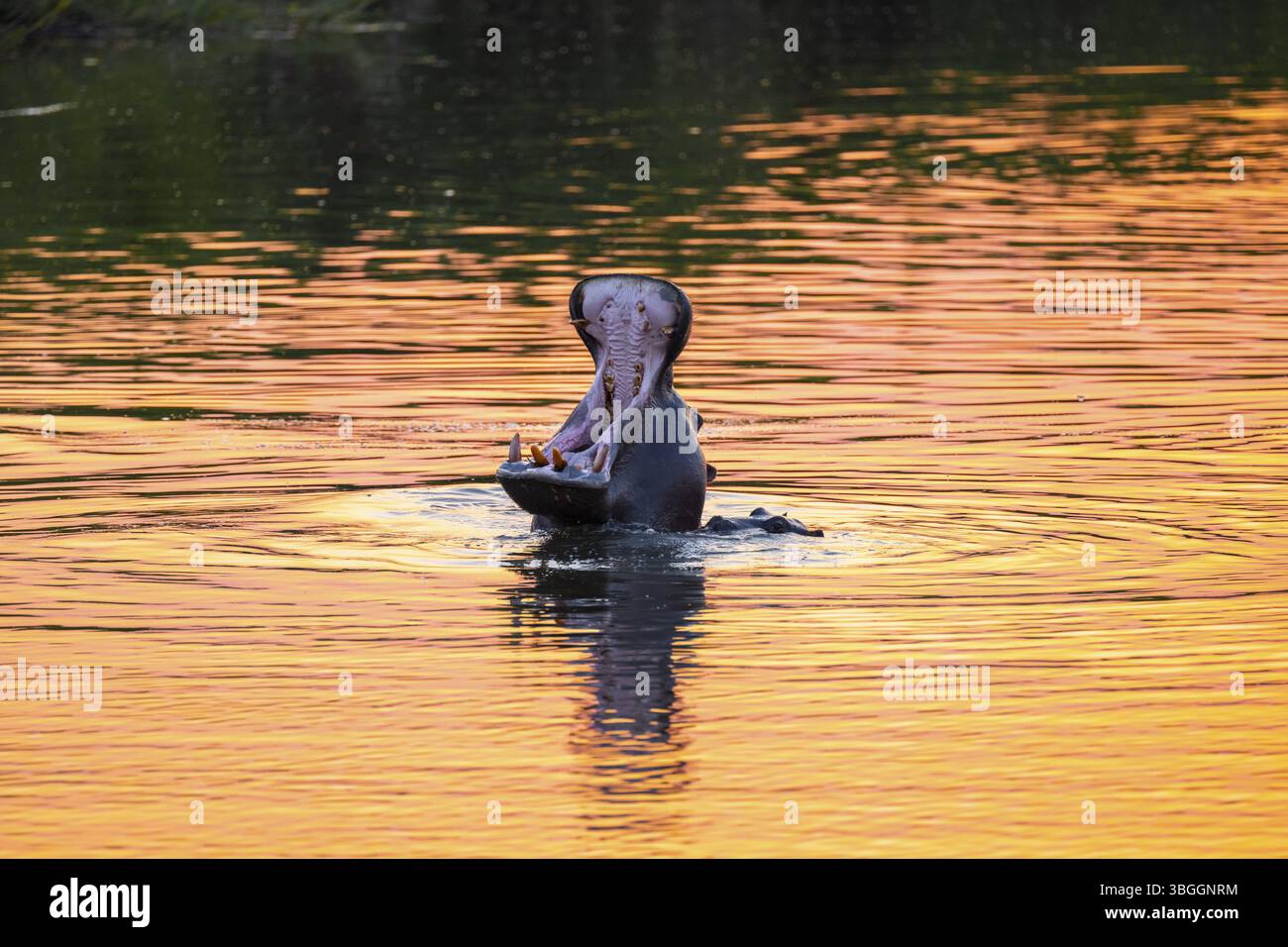 Hippopotamus (Hippopatamus amphibius) yawning, mouth wide open, mother ...