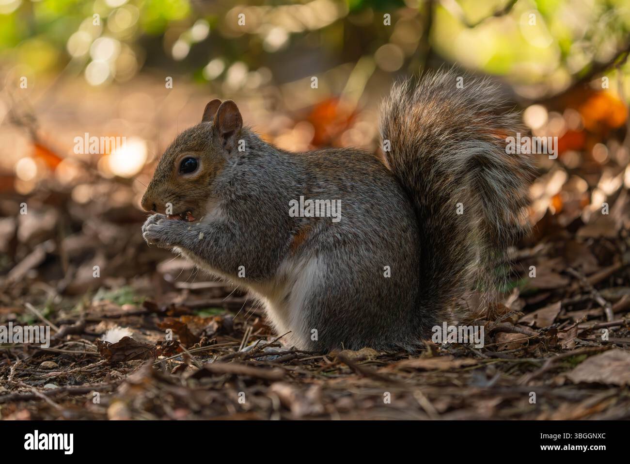 Live up to nine years in the wild hi-res stock photography and images ...