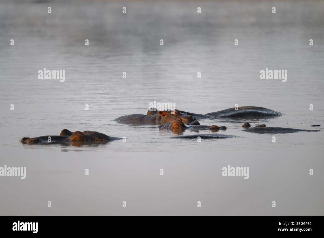 Hippos (Hippopatamus amphibius), group sleeping in the water in the ...