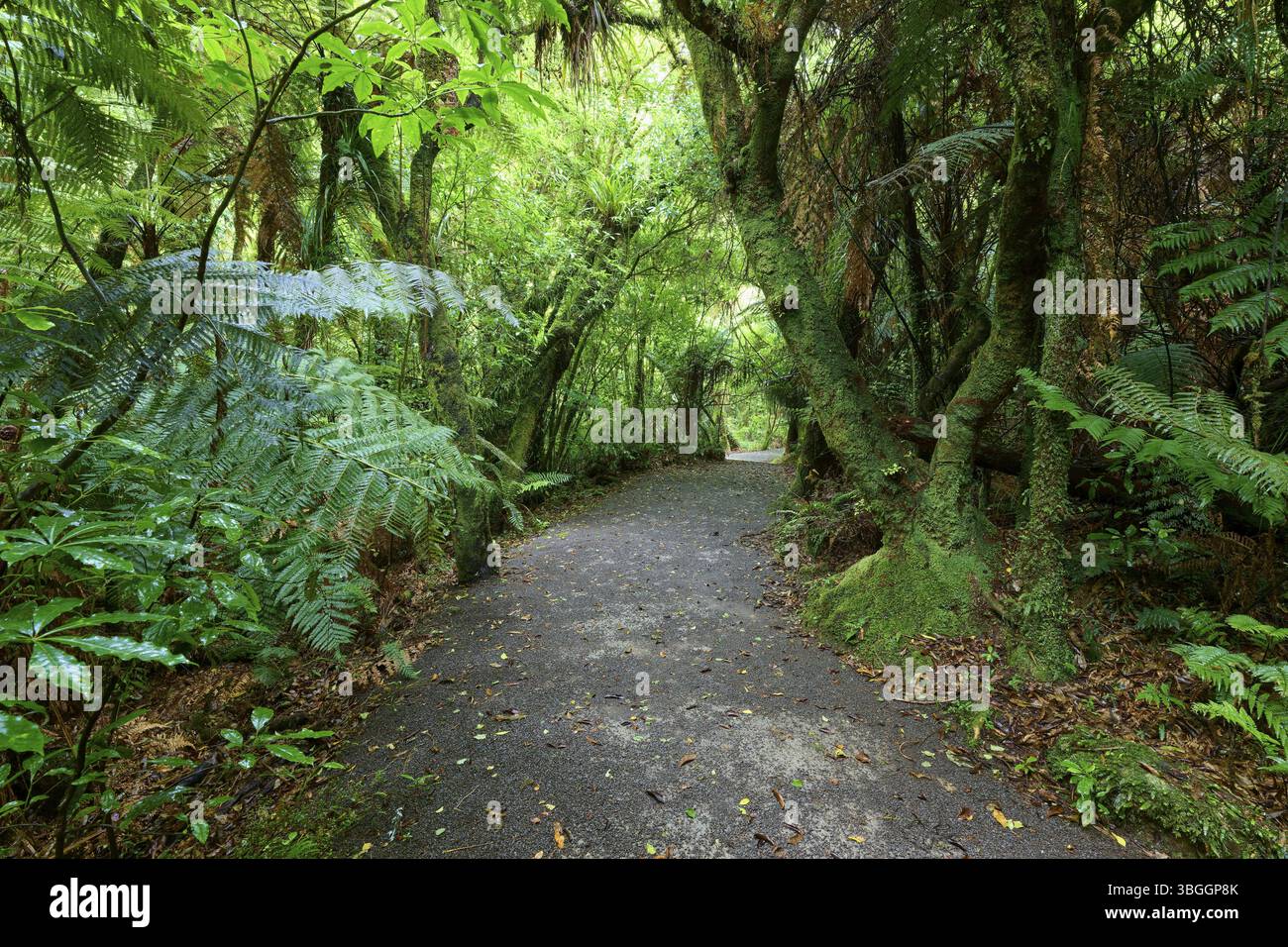 A narrow path winds through a dense, green forest with ferns, Waterfall ...