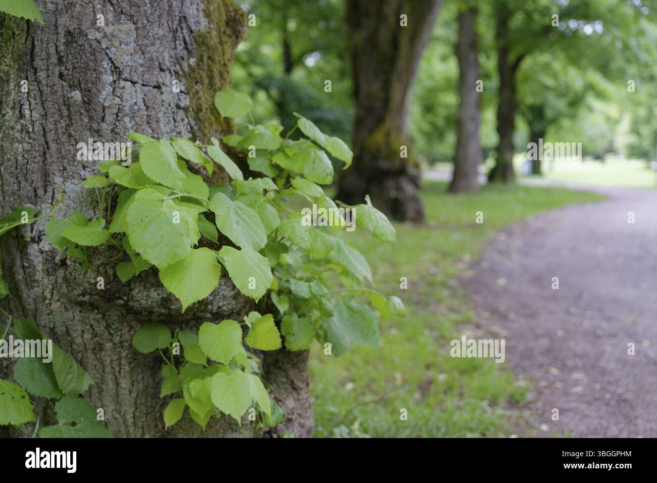 Lindenblaetter, Linde (Tilius), Laubbaum, Baum, Gruen, Blattgruen ...