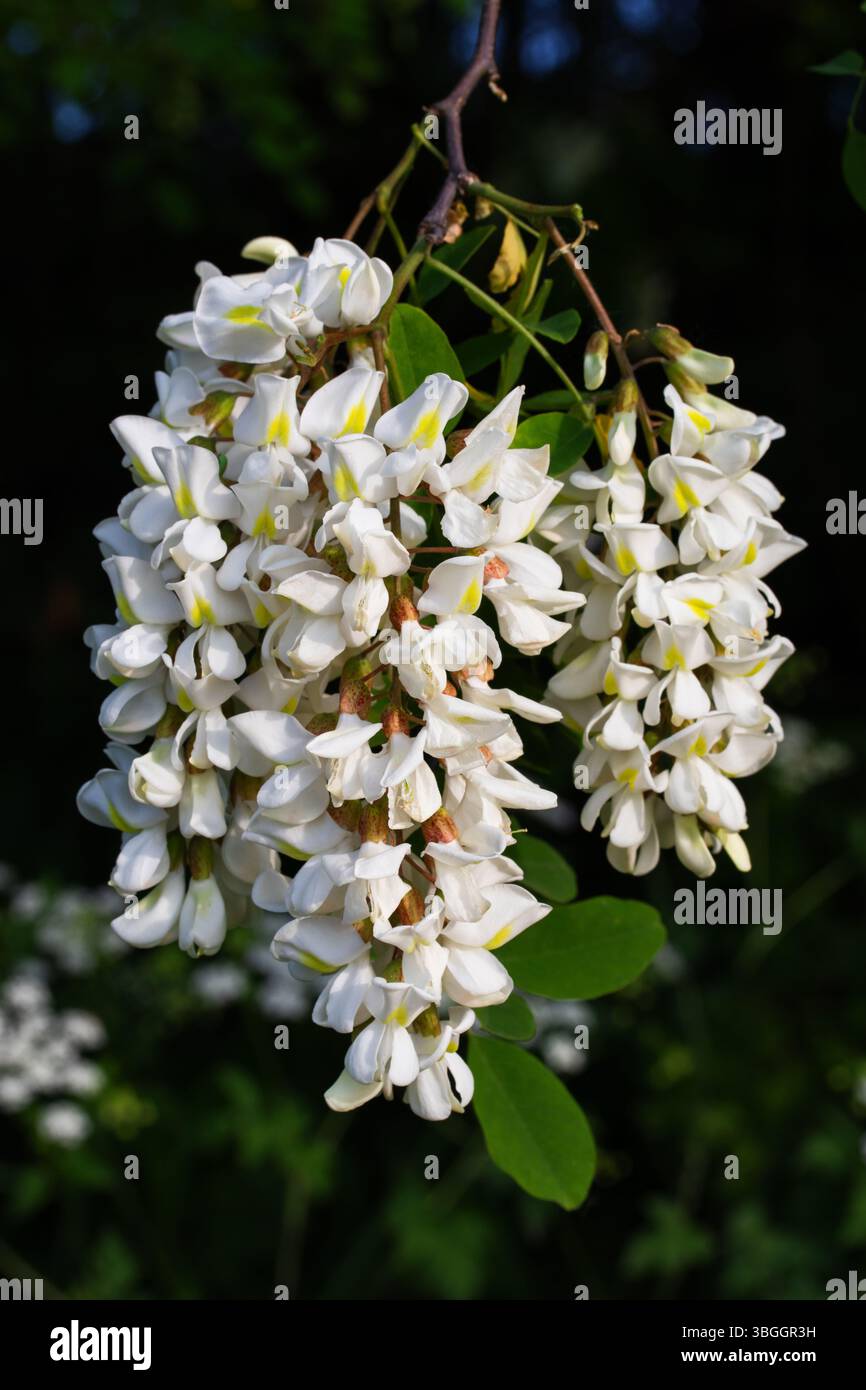 White locust tree blossoms natural beauty serene outdoor setting ...