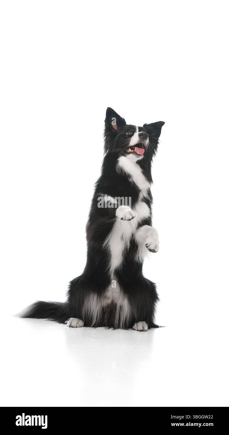 , Border collie sitting upright with front legs raised and mouth open ...