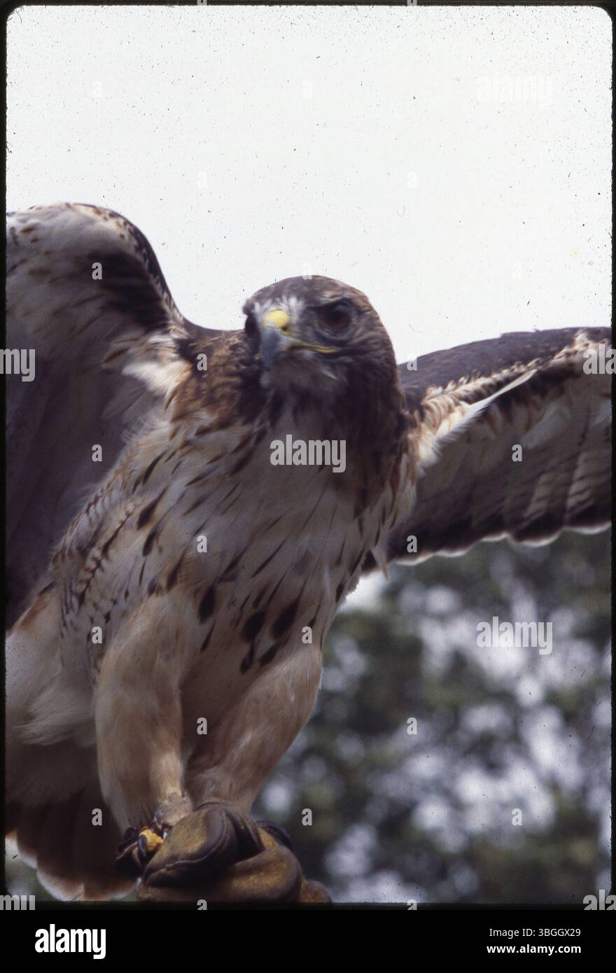 An immature Cooper's hawk with its wings spread out and its talons on a ...
