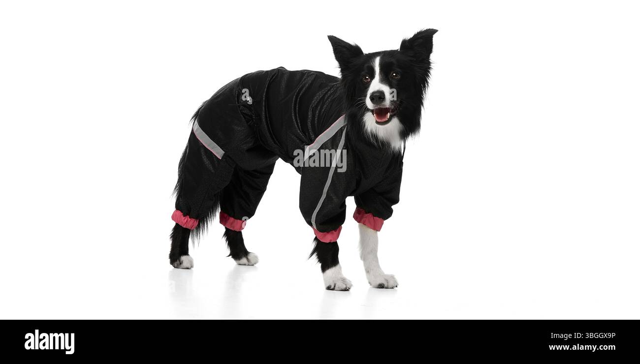 Purebred border collie standing in full-body stylish black and pink dog ...