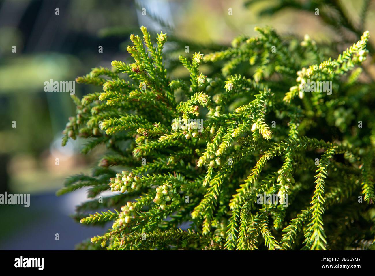 Stiff, pointed leaves arranged in a spiral protect the araucaria’s ...