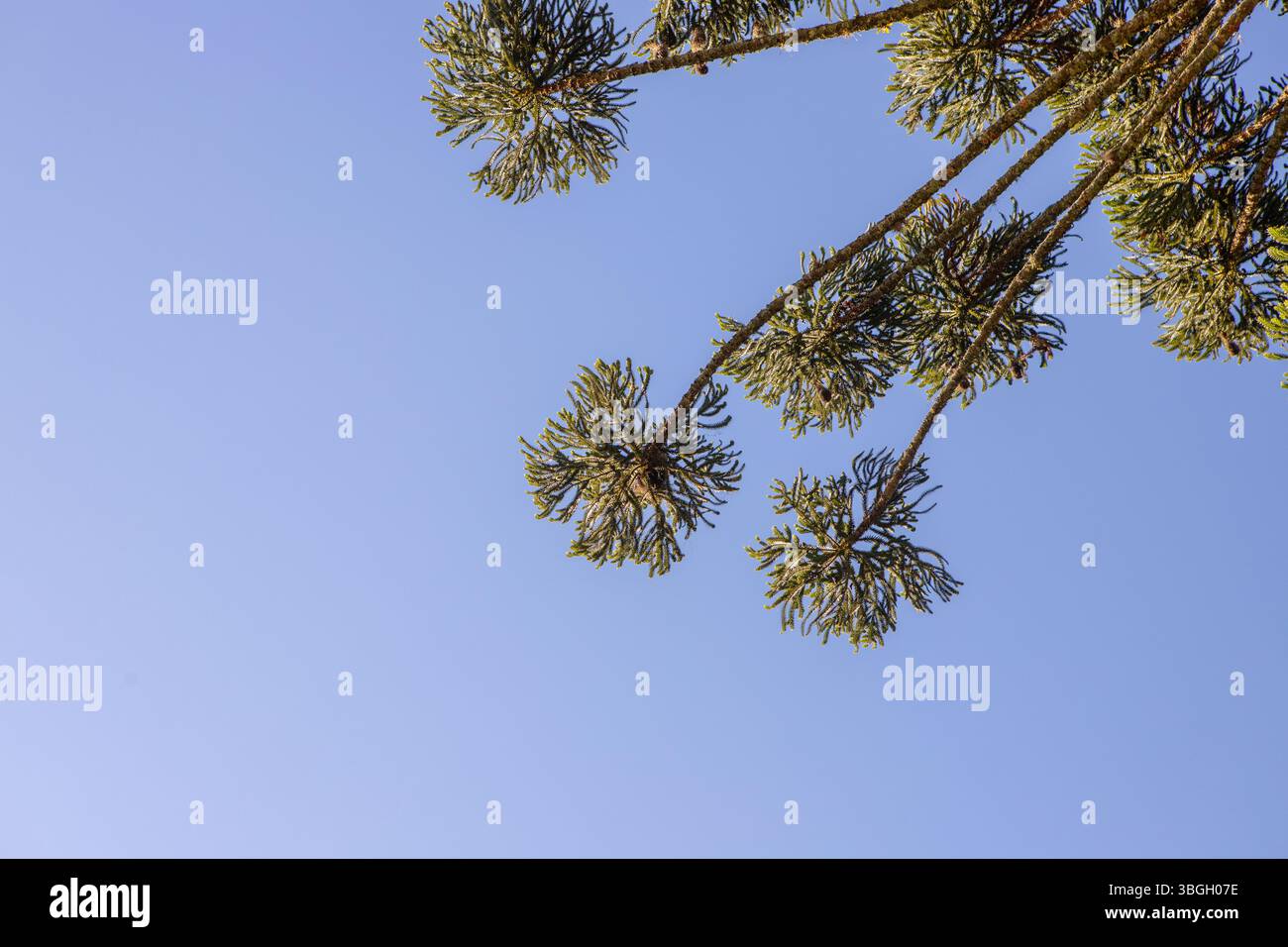 Araucaria (Araucaria angustifolia) with umbrella-shaped crown under ...