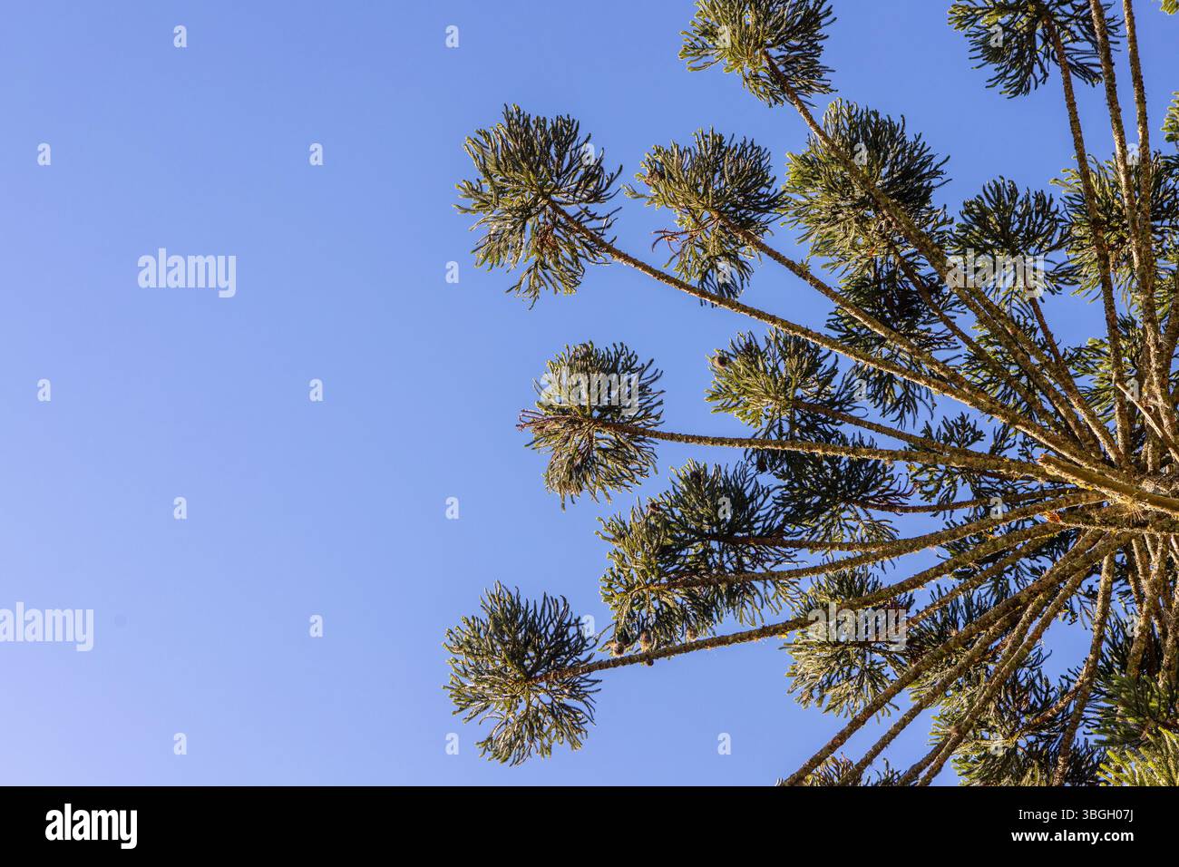 Araucaria (Araucaria angustifolia) with umbrella-shaped crown under ...