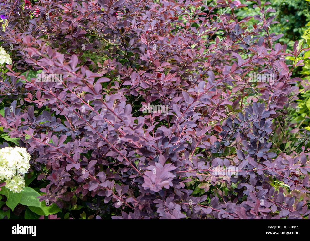 Purple Japanese Tunberg barberry Berberis Thunbergii, botanical close ...