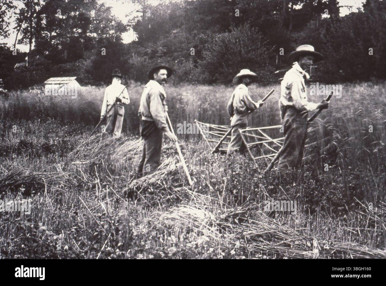 Harvesting grain with scythes hi-res stock photography and images - Alamy