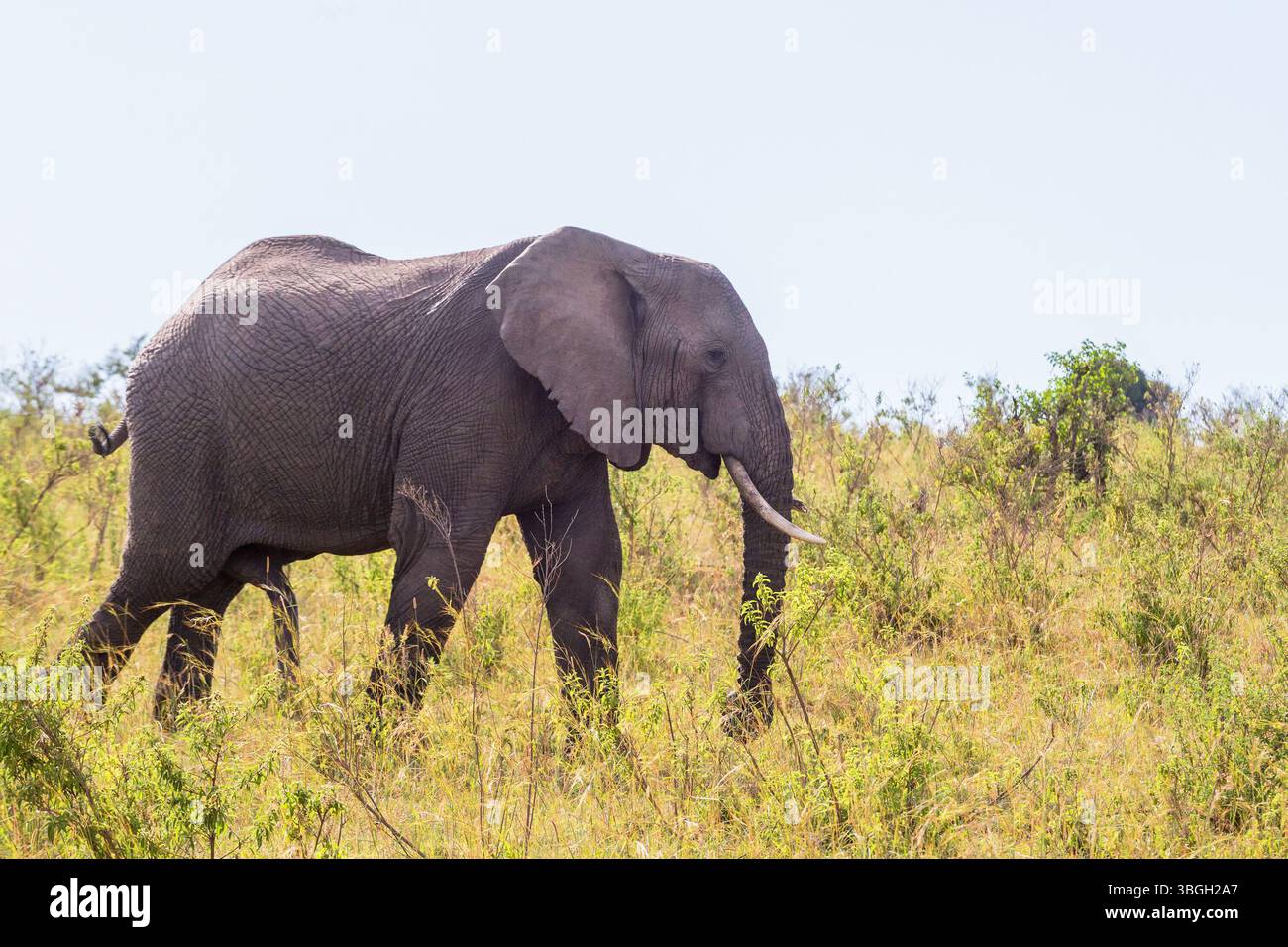 Alone elephant walking on hi-res stock photography and images - Alamy