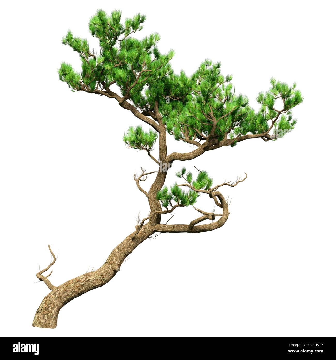 3D rendering of a pine tree isolated on white background Stock Photo ...