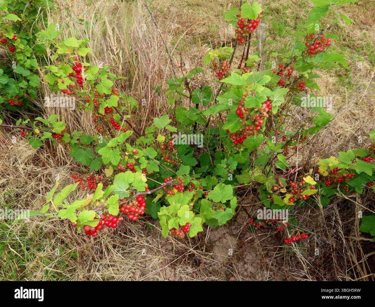 ...die Rote Johannisbeere ist die meistbekannte und auch meistgekaufte ...