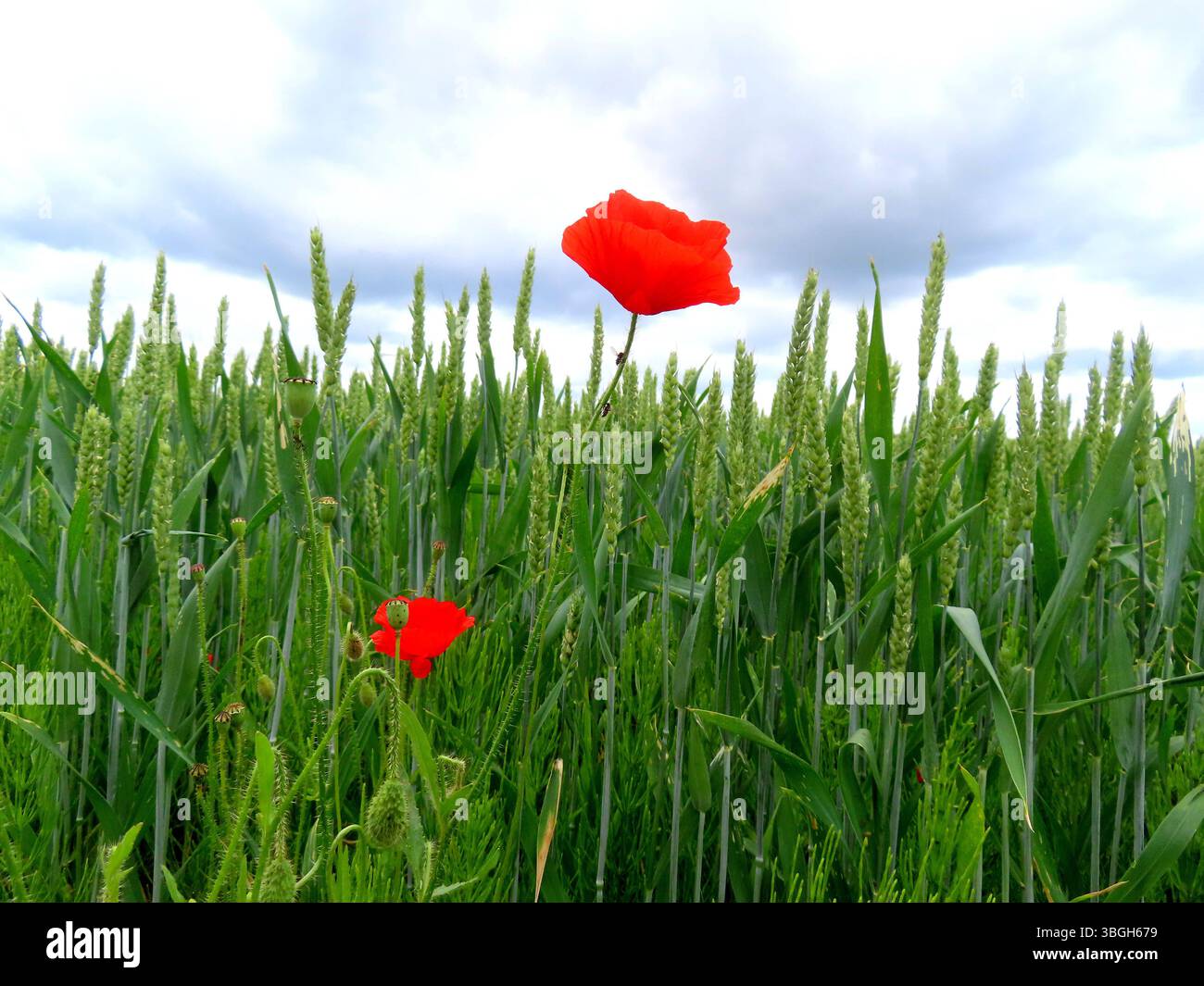 ...ein anmutiger Kontrast - die Mohnblueten gegen das kraftvolle Gruen der Aehren... Weizen ...