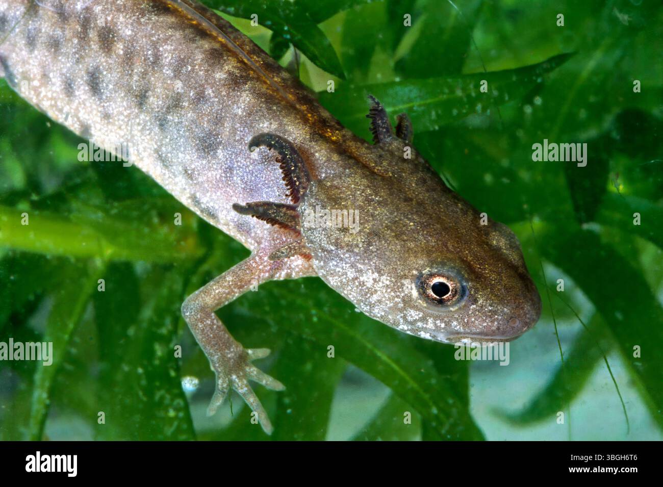 Italian crested newt, Triturus carnifex, Salamandridae Stock Photo - Alamy
