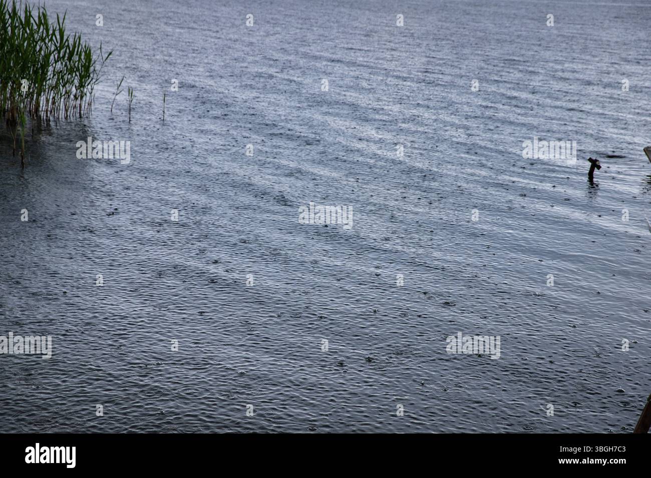 Raindrops falling on rippling water surface during a rainy day. Natural ...