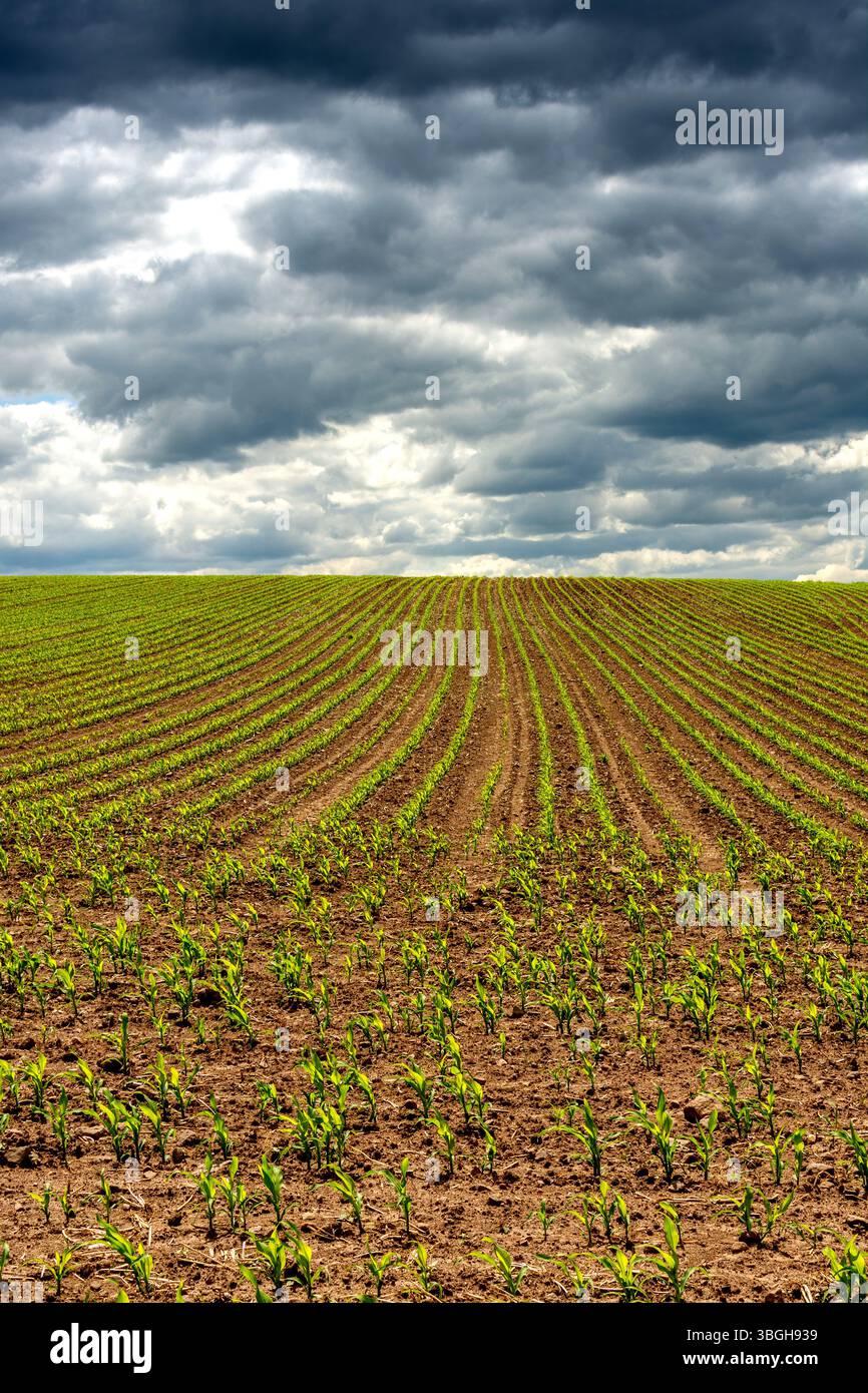 Young crops emerging in large hi-res stock photography and images - Alamy