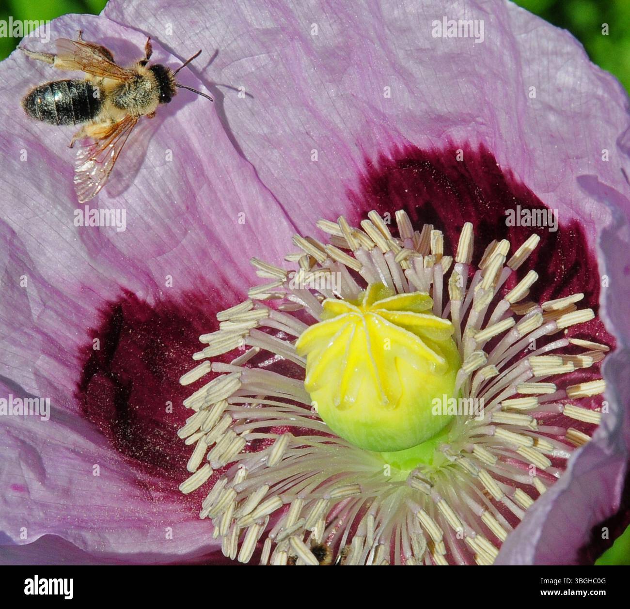 Carpenter bee covered in pollen on flower of Opium Popppy Papaver ...