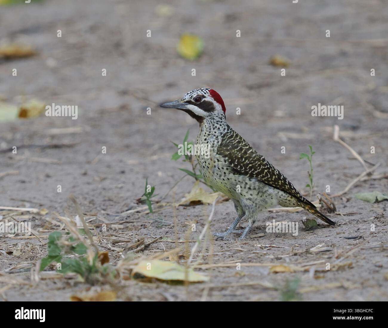 The bearded woodpecker is the largest of its species in Africa Stock ...