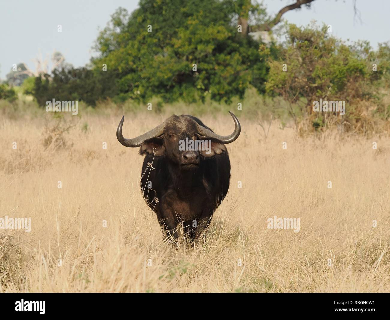 Cape buffalo are a very large bovine herbivore, they are usually in ...