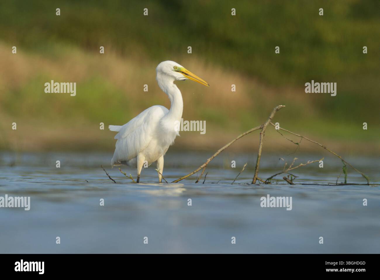 Deliberate precision hi-res stock photography and images - Alamy