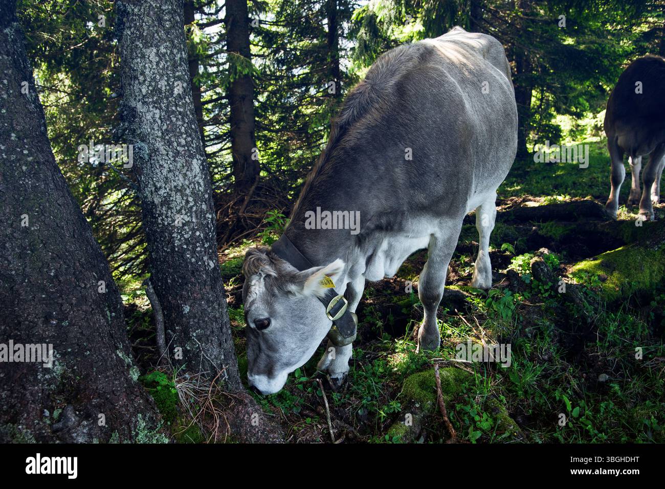 Alps bavaria cow cows hi-res stock photography and images - Alamy