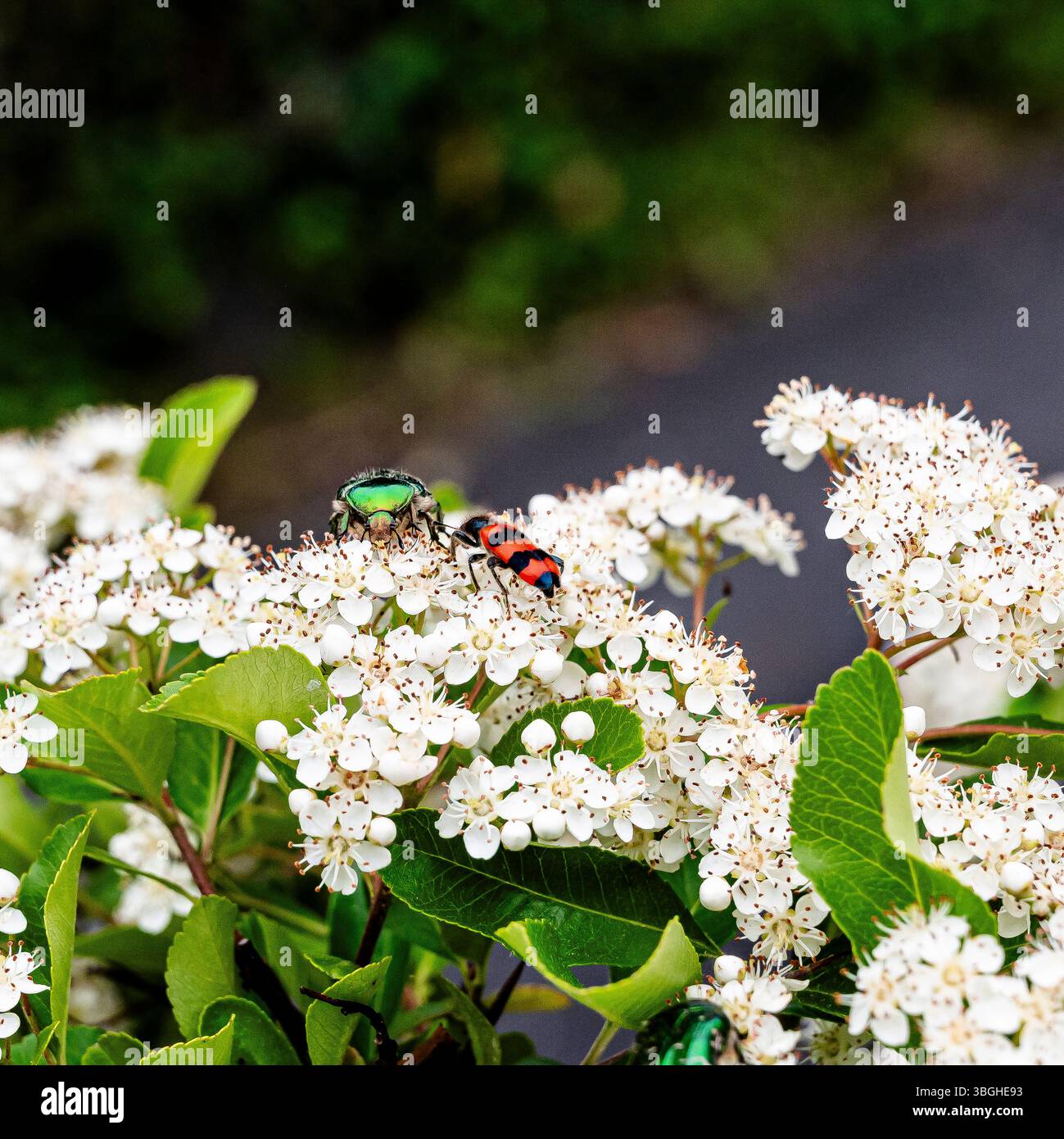 Two colored beetles on a flower of a firethorn hedge hi-res stock ...