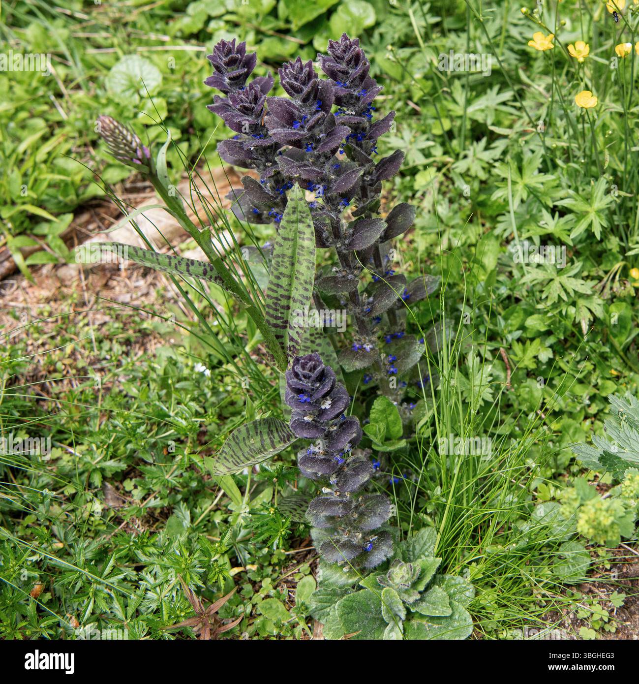 pyramidal bugle with spotted fern Stock Photo - Alamy