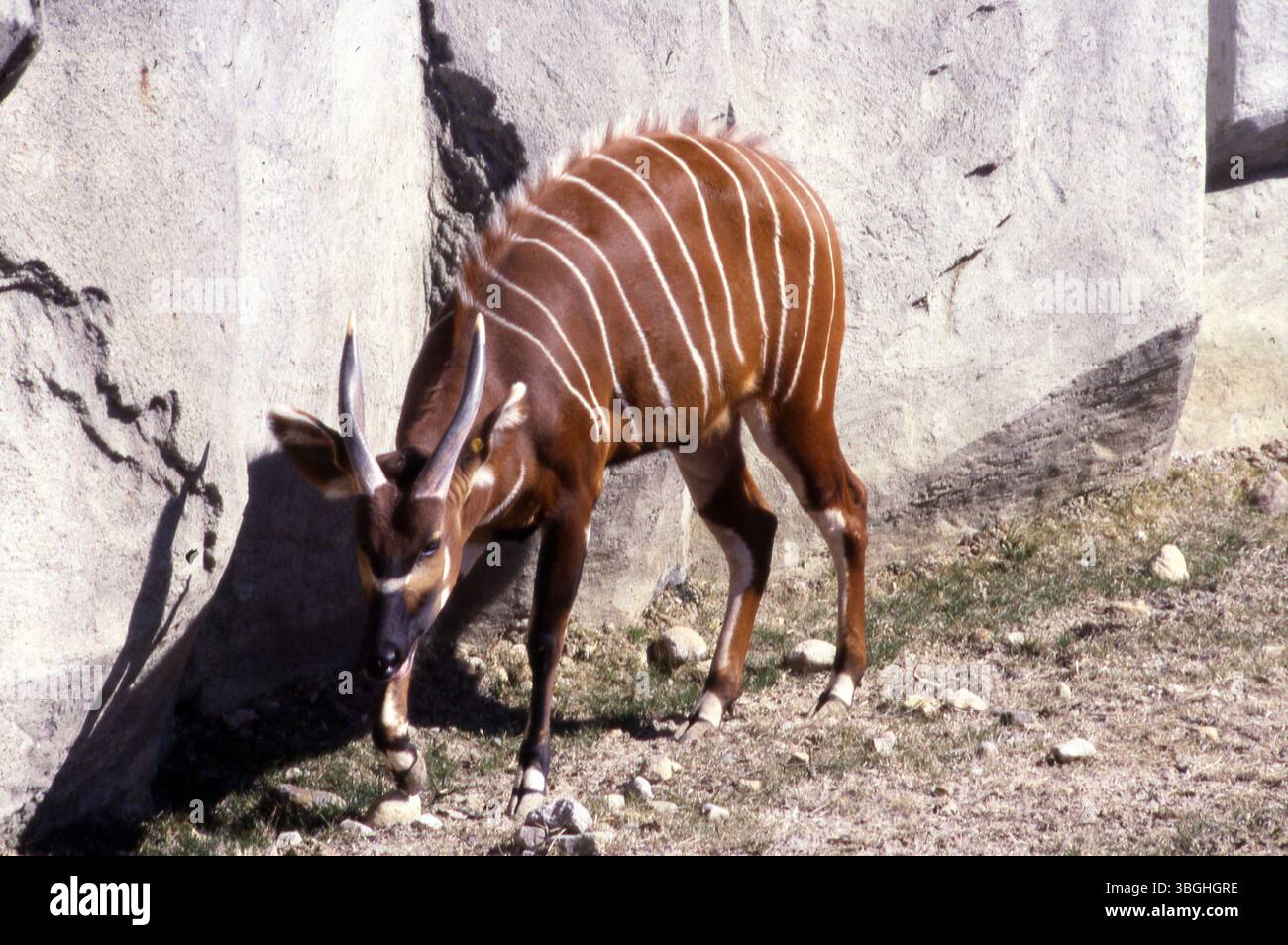 Photograph of a bongo antelope at the Columbus Zoo, June 1992. The ...
