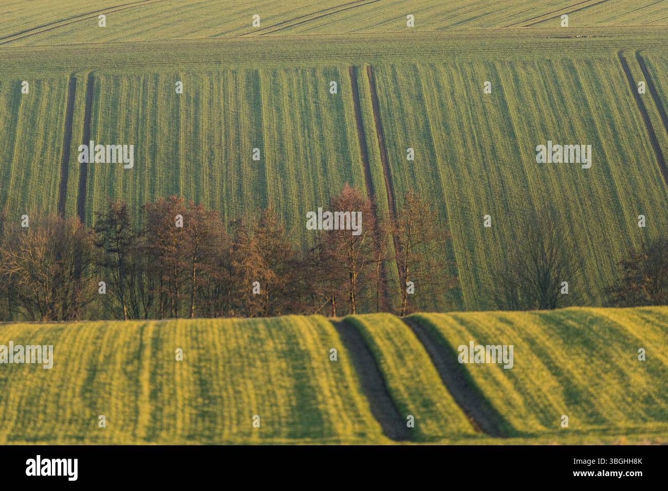 Field grain landscape hi-res stock photography and images - Alamy