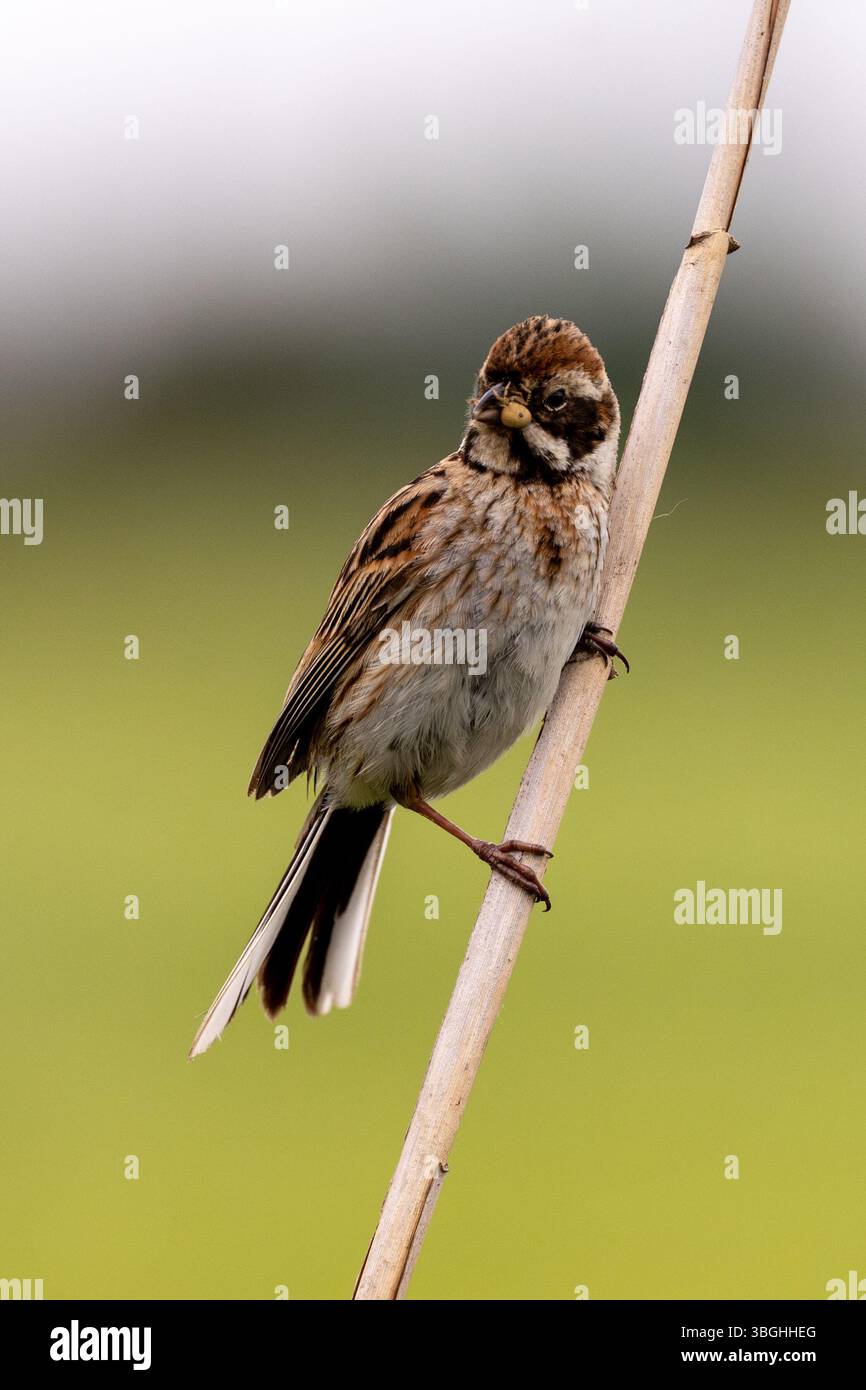 Female Reed Bunting Holds Insects In Beak To Feed Chicks Stock Photo ...