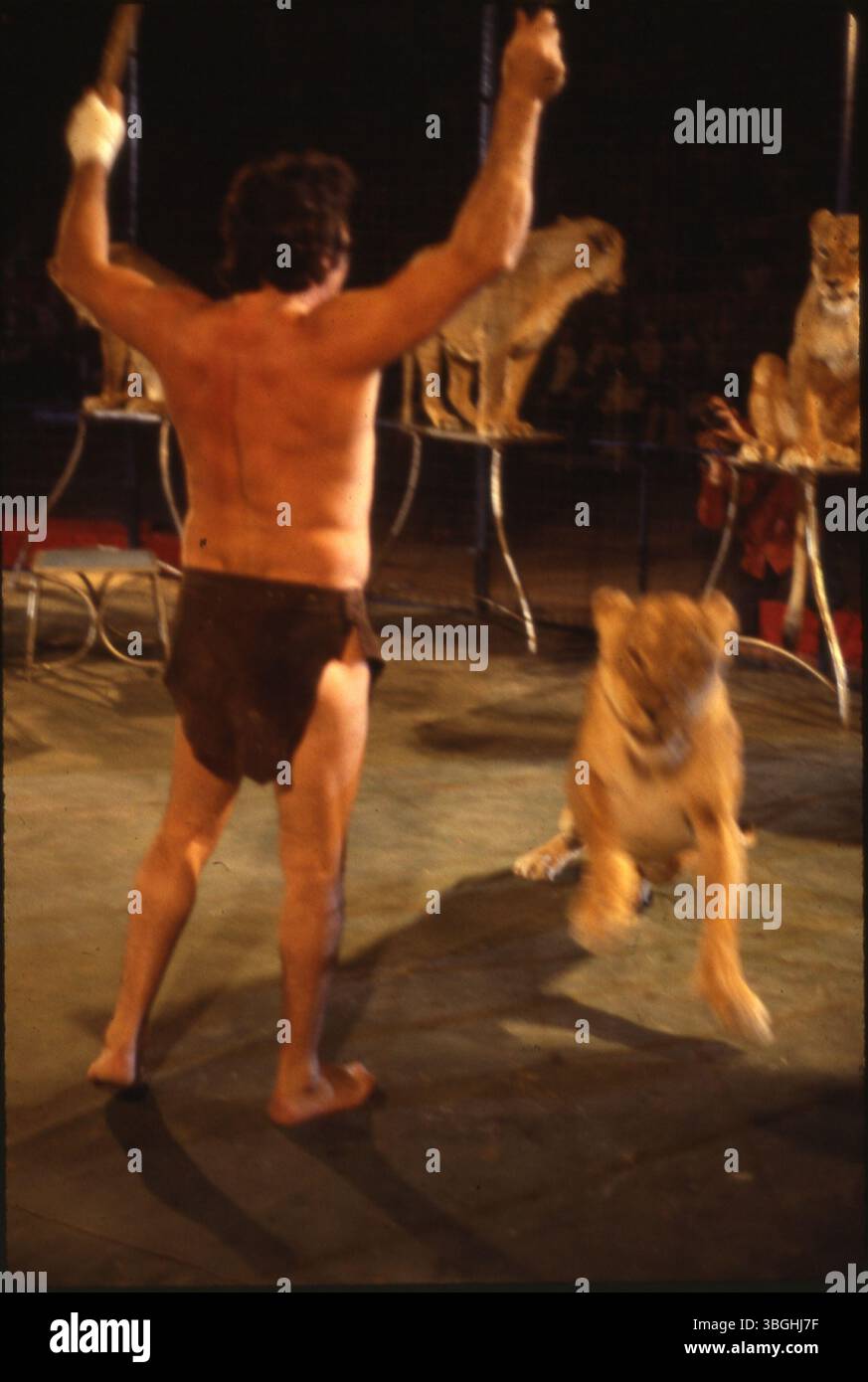 In 1979, during the 29th annual Aladdin Shrine Circus, Tarzan Zerbini performs with his lions at ...